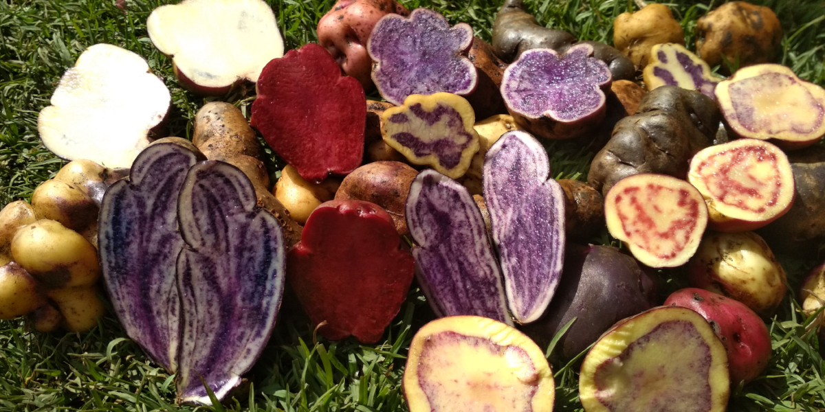 What is agrobiodiversity, what do we know, and why should we care ...