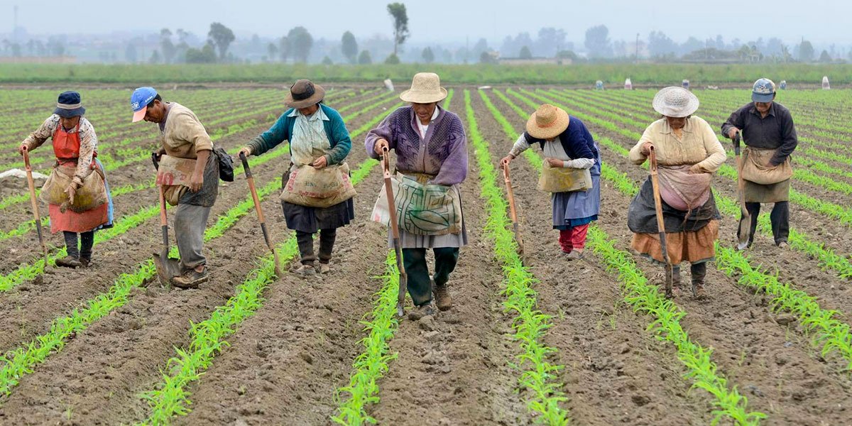 Highlighting the voices of peasant farmers in the Americas